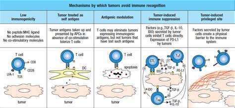 肿瘤“免疫编辑”逃避免疫监视 细胞 癌症 治疗