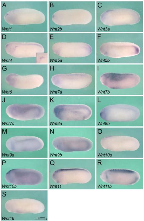 Expression Of Wnt Ligands At Stage 25 Whole Mount In Situ