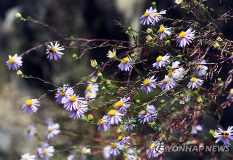 연합뉴스