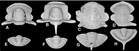 Figure 1 From Testing For Taphonomic Bias In Deep Time Using Trilobite Sclerite Ratios