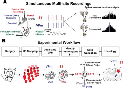 Inferring Thalamocortical Monosynaptic Connectivity In Vivo Biorxiv