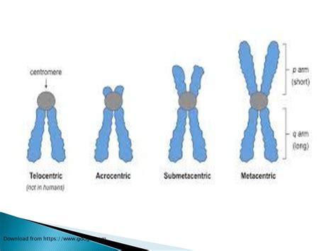 Chromosome And Its Structure Ppt Download