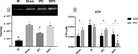 The Mitochondrial Function Was Assessed From A In Gel Atp Hydrolase Download Scientific