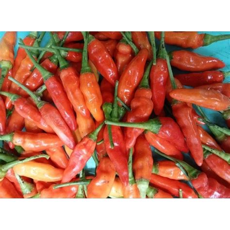 Jual BENIH CABAI RAWIT ISI 2 BIJI BIBIT CABE KECIL KEMASAN REPACK