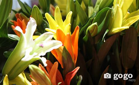 Өнөөдөр ханш нээх өдөр