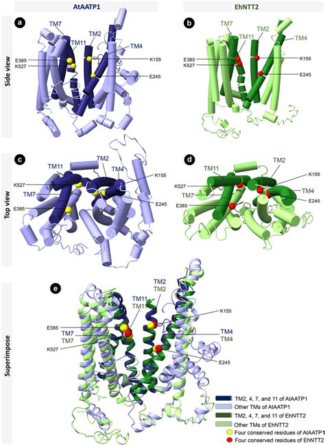 Predicted Tertiary Structures Of Ataatp And Ehntt Are Comparable The