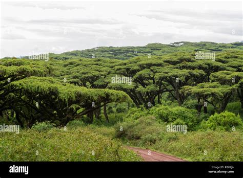 Flat Top Acacia Acacia Abyssinica Trees On The Crater Rim In