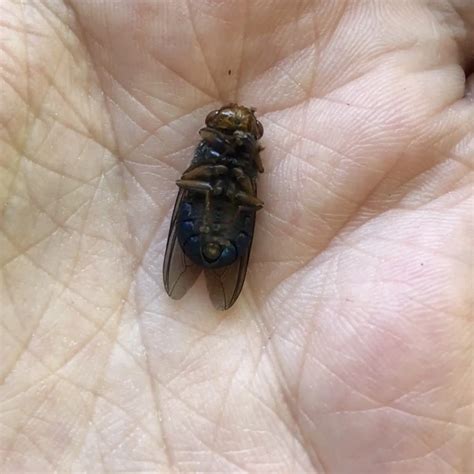 Dermatobia Hominis Facts Diet Habitat And Pictures On Animaliabio