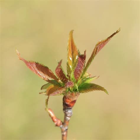 キクシダレ葉出確認