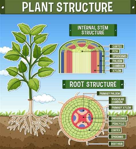 Premium Vector Internal Structure Of Root Diagram