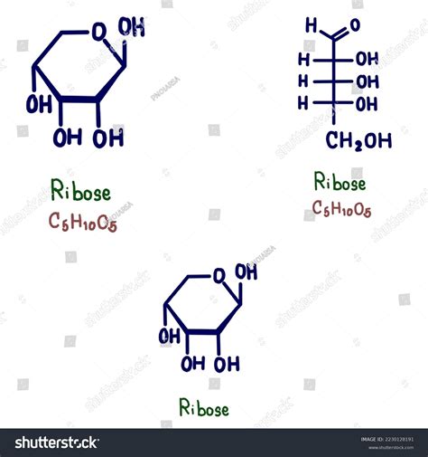 Ribose Dribose Type Simple Sugar Carbohydrate Stock Illustration