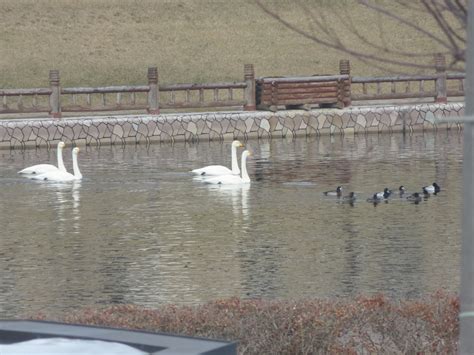 海鮮蟹工房＠かに子 Kanikaniko Twitter