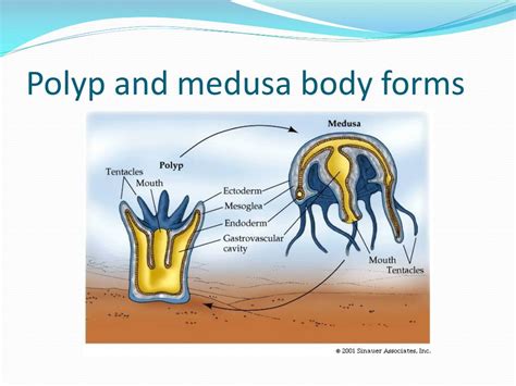 ppt phylum cnidaria powerpoint presentation free download id 2104229