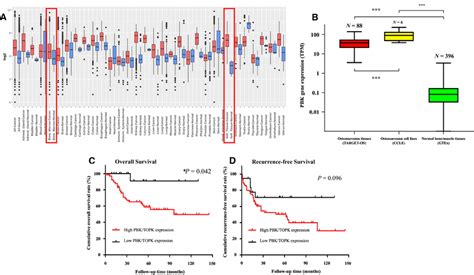 Evaluation Of Topk Gene Expression In Normal And Cancer Tissues Via