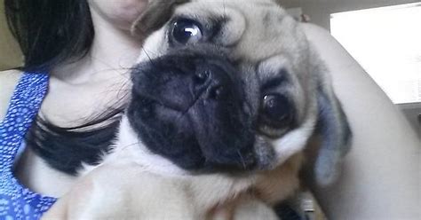 Hi Imgur Meet Bruce Imgur
