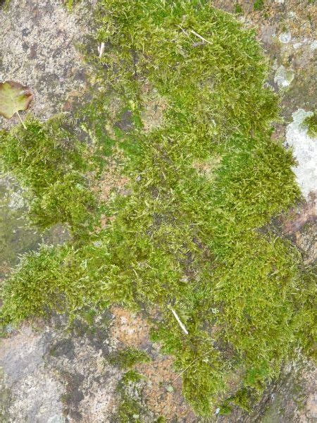 Moss Texture 0039 Texturelib