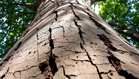 Tree Trunk Cracks What Causes Them My Trusted Expert