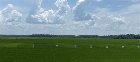 Large Plot Rice Cultivar Demonstration 2022 Mississippi Crop Situation