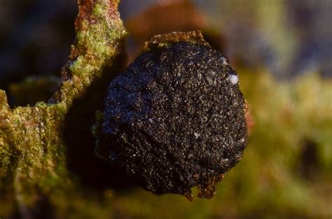 Fungi Of Worth Forest