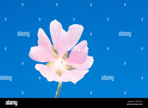 Macro Of Pink Malva Blossom Stock Photo Alamy