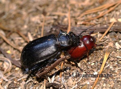 Bug Eats Bug A Fascinating Natural Phenomenon