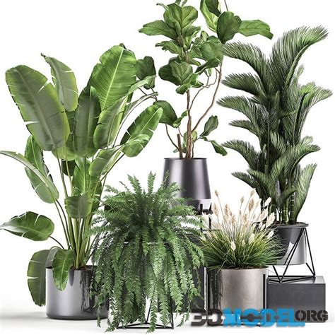 3d Model Plant Collection 1312