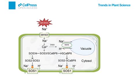 Revisiting Plant Salt Tolerance Novel Components Of The Sos Pathway