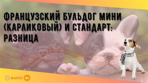 Французский бульдог мини карликовый и стандарт разница Youtube
