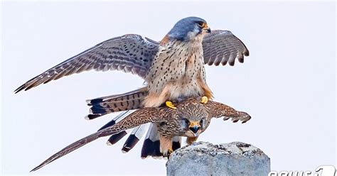 황조롱이 부부의 사랑