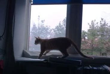 主人以为猫咪不见了到处张贴寻猫启事猫咪却自己跑回来了 宠界新闻