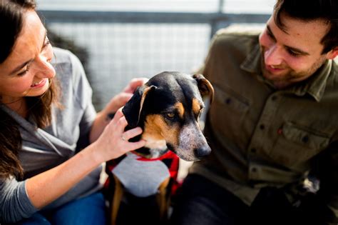 Pets Helping With Mental Health Lifestyle Blog