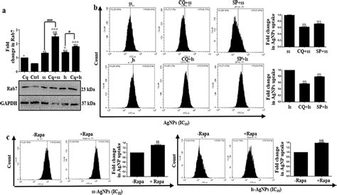 Functional Autophagic Flux Regulates AgNP Uptake And The Internalized IJN