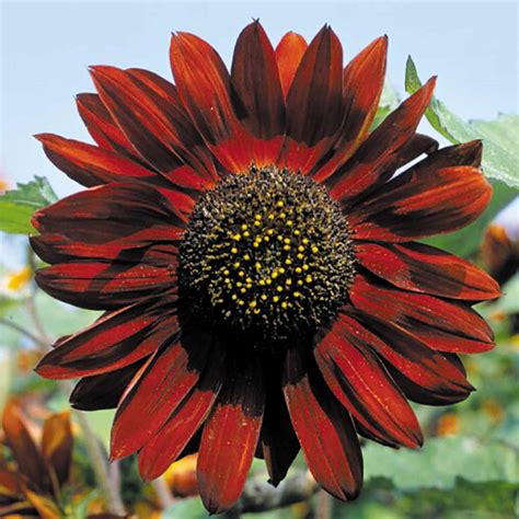 Sunflower Ruby Sunset Seeds