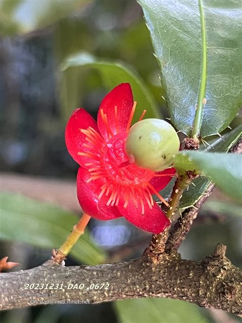 20231231 Dao0672 亞洲背景美麗開花植物園植物學明亮特寫顏色多彩優雅環境常綠 Flickr