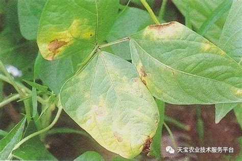 棚室豆角常见病害大汇总 知乎