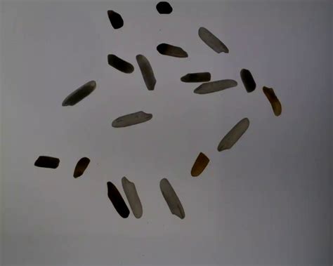 Rice Object Detection Model By Asia Pacific University