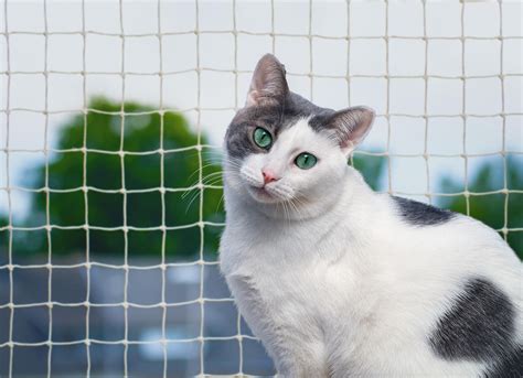 6000 Free Safety Nets And Safety Images Pixabay