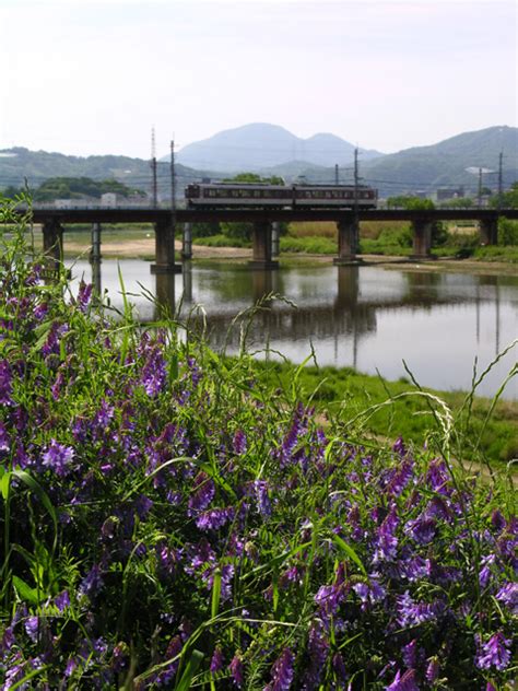 大和川の朝の花 ナヨクサフジ