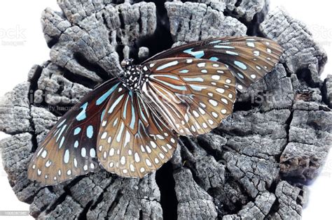 그런 지 나무 질감 배경 흰색 절연에 죽은 아름 다운 나비 0명에 대한 스톡 사진 및 기타 이미지 0명 갈색 검은색