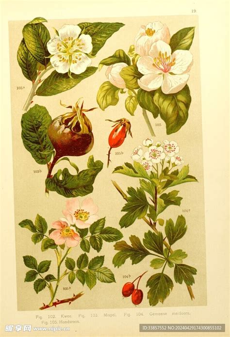 绘制植物插画 设计图 图片素材 其他 设计图库 昵图网