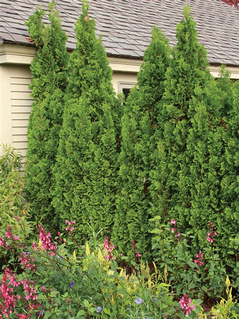 Learn To Prevent And Control This Common Conifer Tree Disease Fine Gardening