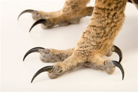 Great Horned Owl Talons