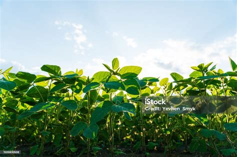 경작지에서 줄지어 자라는 콩 식물 농업 농장 밭에 있는 녹색 콩 작물 아래에서 보기 0명에 대한 스톡 사진 및 기타 이미지