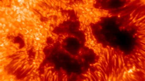 Strawberry Feather Stars Are 20 Armed Sea Critters Popular Science