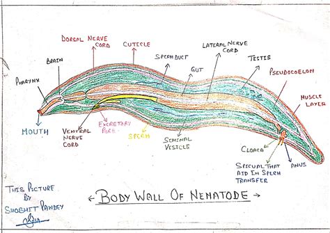 Plant Nematology And Entomology Morphology And Anatomy Of Nematodes