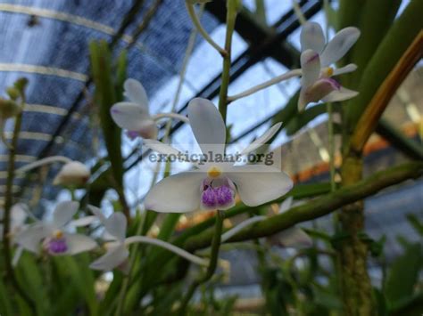 550 Vanda Lilacina Jq 276 Bs 12 40 Exotic Plant Редкие