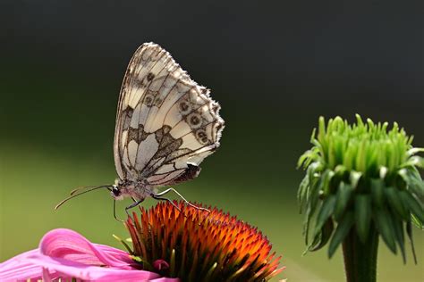 30000 무료 나비 And 곤충 이미지 Pixabay