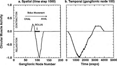 spatio temporal behaviour typical of simulations a spatial activity