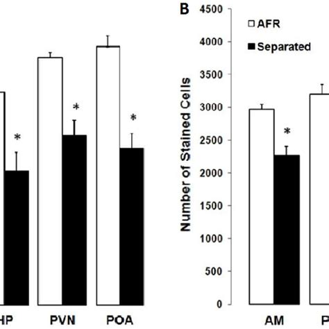 The Image Corresponds To Prelimbic Area Of The Medial Prefrontal Rat