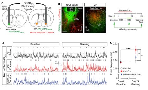 Neuron 药物成瘾诱发奖赏环路变化新机制 知乎
